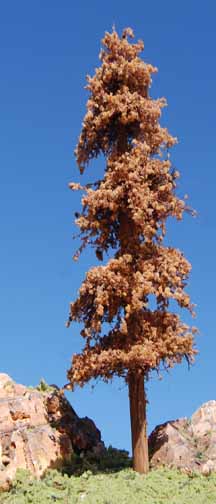 TIMBERLINE SCENERY DEEP WOODS GREEN TREE