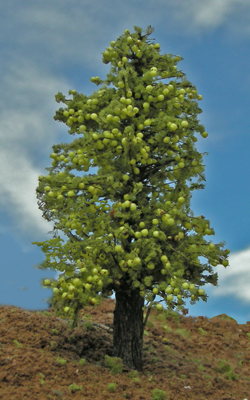 TIMBERLINE SCENERY LEMON TREE